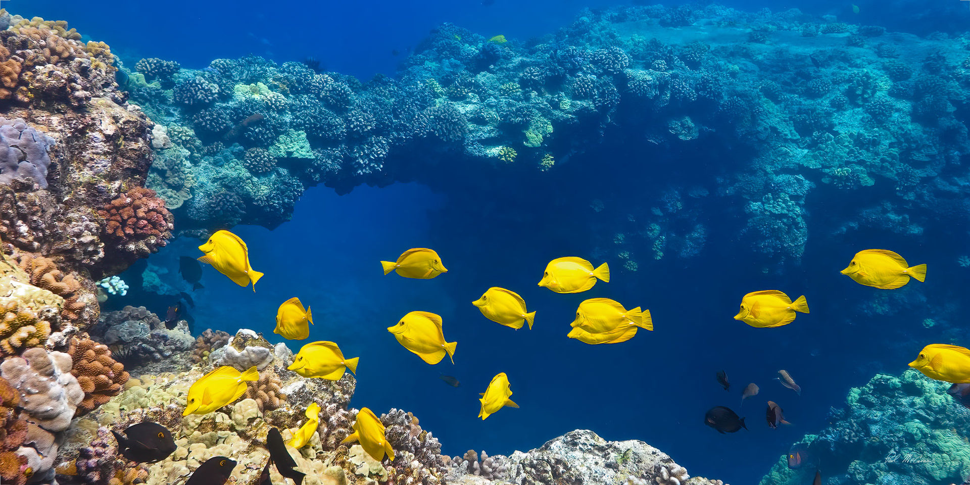 Collections – Gupton Gallery